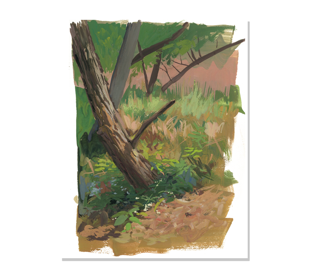 Fall trees - Justin Donaldson