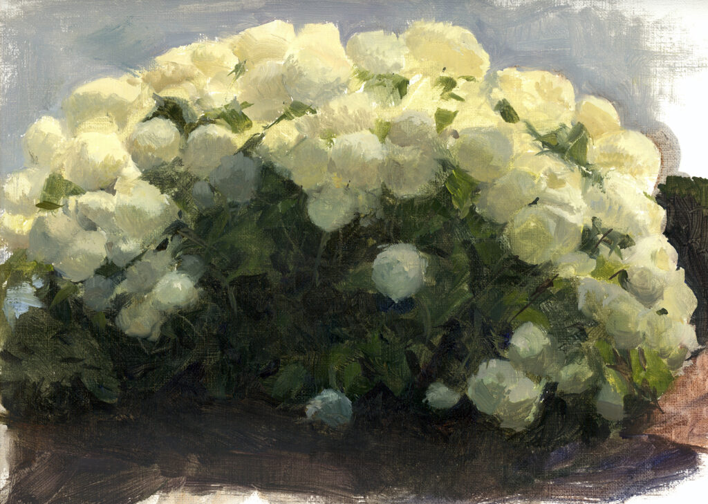 Hydrangea – Justin Donaldson